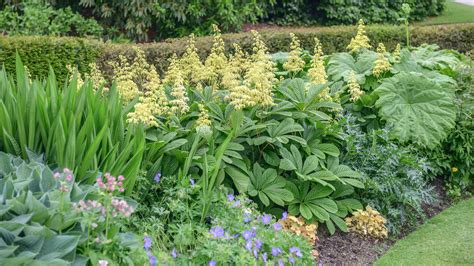 Thriving Plants For Wet Ground A Guide To Cultivating A Lush Garden Safe 2024