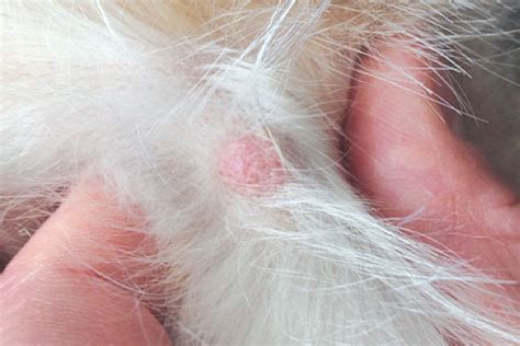 Additional Pathology Testing Ndsr