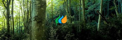 Iberdrola Evoluciona El Logo De Su Marca Manteniendo Sus Valores De
