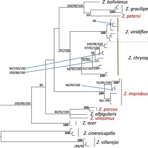 bayesian tree topology of the concatenated dataset outgroup not