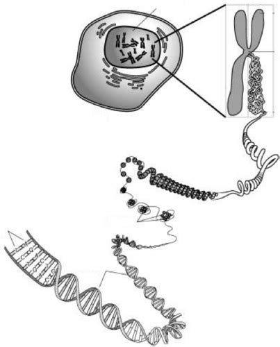 Aqa As And A Level Biology 2016 Specification Section 1 Topic 2