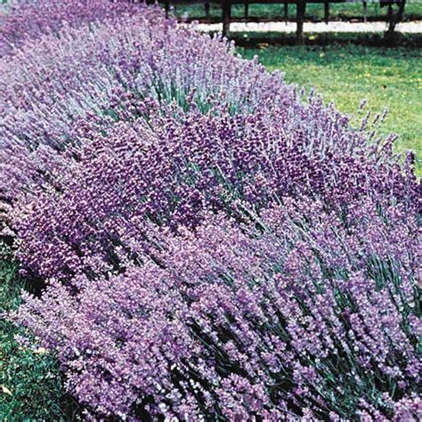 Spring Hill Nurseries Sweet Lavender Lavendula Live Bareroot
