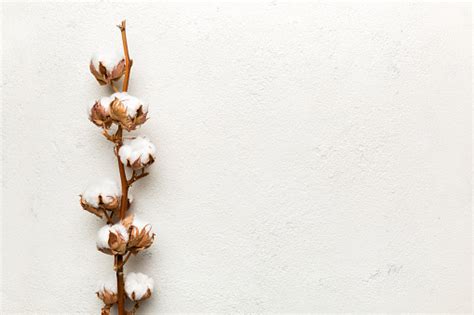 가을 꽃 구성 복사 공간이있는 컬러 테이블에 말린 흰색 푹신한 면 꽃 가지 상단 보기 목화 꼬투리에 대한 스톡 사진 및 기타