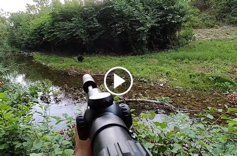Battue où je prélève 3 sangliers au même poste 70kilo Blog de chasseur