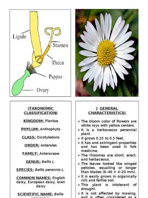 Phylum Anthophyta