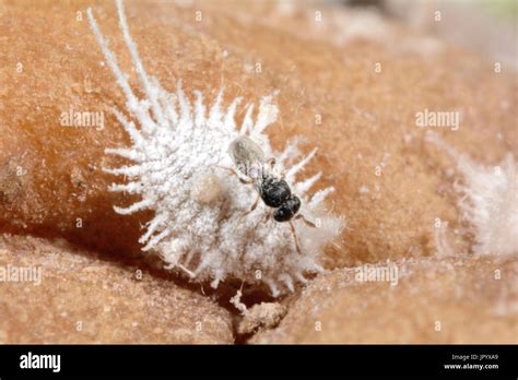 Parasitoid Allotropa Burelli Parasite Of Mealybug Pseudococcus