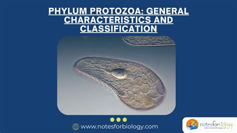 Phylum Protozoa General Characteristics And Best Biology