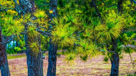 Da Lat Lam Dong Vietnam Feb 12 2017the Beautyful Landscape Of Da