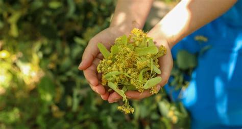 Пора собирать липовый цвет все секреты сбора Если никогда не пробовали — обязательно сделайте
