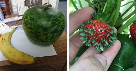 25 запутанных фотографий овощей и фруктов которые заставят взглянуть на них дважды