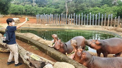 竟可以餵河馬！六福村獨有互動體驗 「張大嘴」畫面超震撼 │ 旅遊頻道 │ 三立新聞網 Setncom