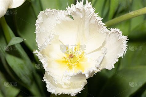 郁金香细节宏白色花