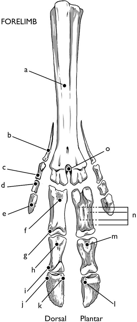 Bones Of The Forelimb A Metacarpal Only Dorsal Aspect Shown B Mc Download Scientific
