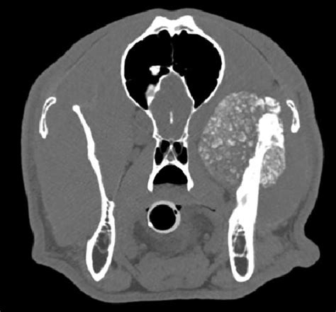 Maxillofacial Disease Why You Should Consider A Ct Scan Veterinary