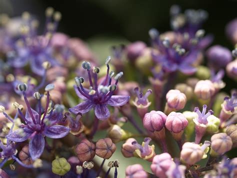 Hydrangea Lacecap Hydrangea Flower Free Photo On Pixabay Pixabay