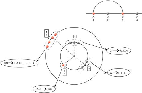 compatible neighbors in sequence space diagram representation of an