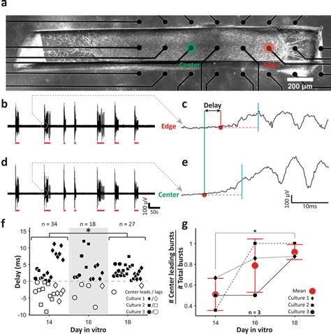 Local Field Potential Lfp Analysis A Phase Contrast Image Of A 3d