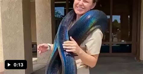 A Stunning Rainbow Python Gag