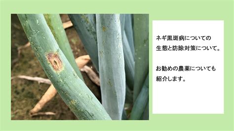 ネギ黒斑病の情報と、防除方法について アグリポイント ～農業現場の病害虫・栽培問題対策室～