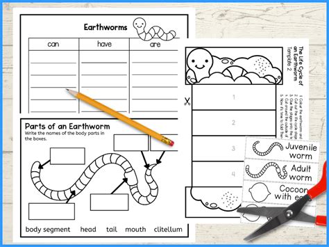 Life Cycle Of An Earthworm Foldable Craft Activity Teaching