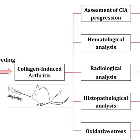 Of The Methodology Scheme Used In The Experimental Procedures