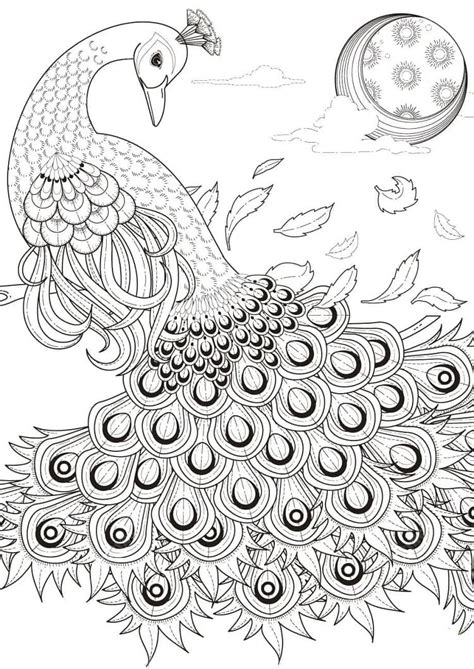 Peacock Coloring Pages Coloringlib