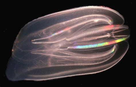 North Sea Where Did The Invasive Comb Jelly Come From Techzle