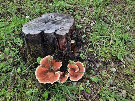Different Types Of Methods Applied For Tree Stump Removal Harrys Yard