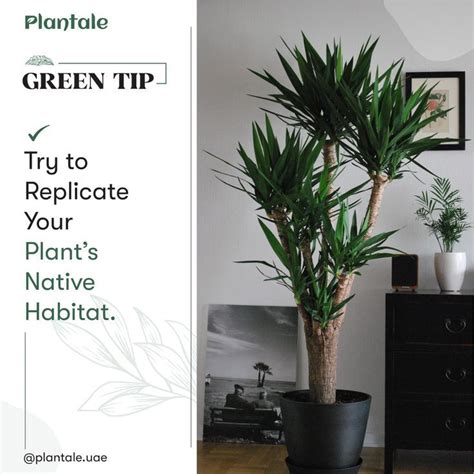 Tip Of The Day Plantale🪴 Green Tips Keeping Plants Alive Home