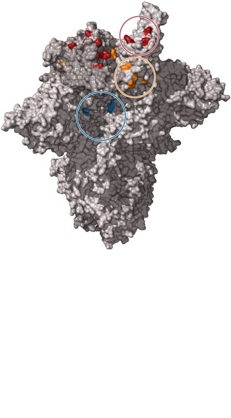 Tracking Omicron And Other Coronavirus Variants The New York Times