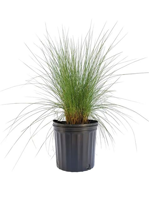 Muhly Grass Landscape Depot