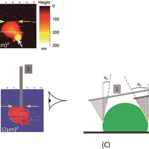 Typical Afm Height Images In The Case Of A Borosilicate Substrate Sio2