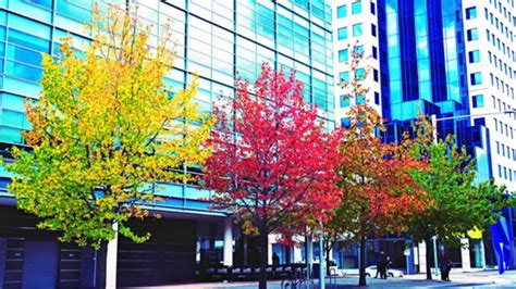 Can Trees Really Cool Down Our Cities