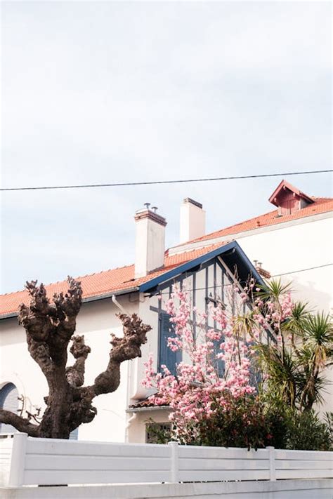 Безкоштовне стокове фото архітектура безтурботний білий паркан ботаніка верхівки дерев