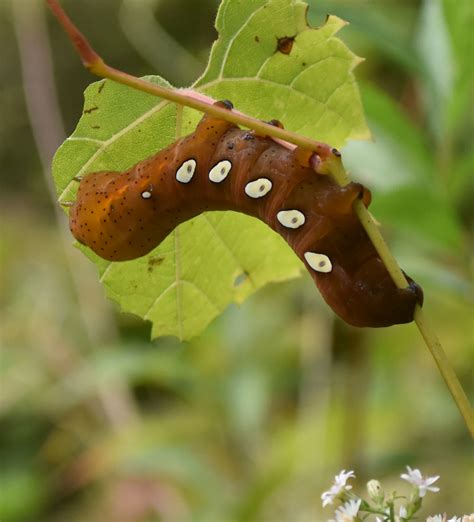 Giant Brown Caterpillar