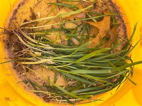 Weed Identification Help Rlawncare