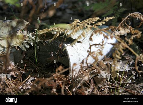 A Decomposing Styrofoam Cup Provides A Home For A Spider Or Other