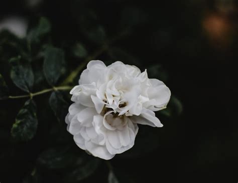 20句栀子花开时发的文案清新脱俗精致温柔 知乎