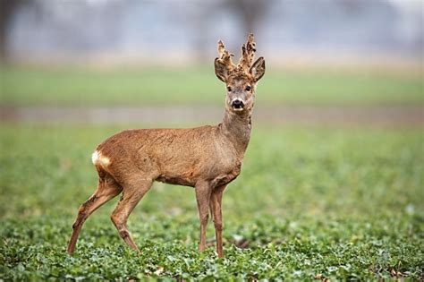노에 사슴 카프리올루스 카프리올루스 벨벳으로 덮인 큰 뿔이 있는 벅 갈색에 대한 스톡 사진 및 기타 이미지 갈색 겨울