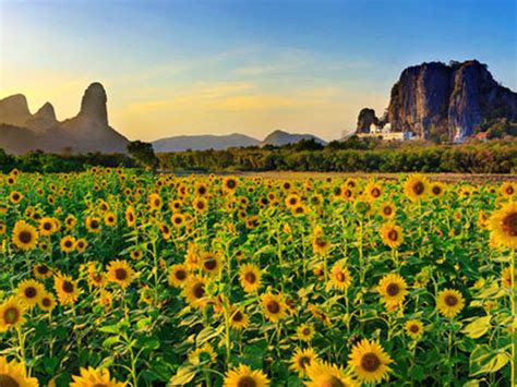 เทศกาลทุ่งทานตะวันบาน รับลมหนาว จังหวัดลพบุรี ตั้งแต่วันที่1 พฤศจิกายน