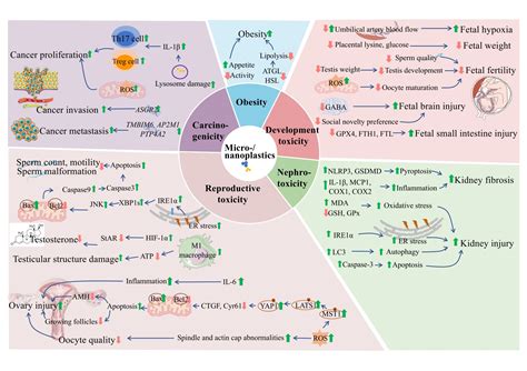Trends In Food Science And Technology 李华斌教授团队在国际食品科学顶级期刊综述了微塑料 纳塑料对人类健康的危害 中山大学公共卫生学院