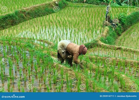 Farmer Working At Paddy Rice Field Editorial Photo Image Of Java