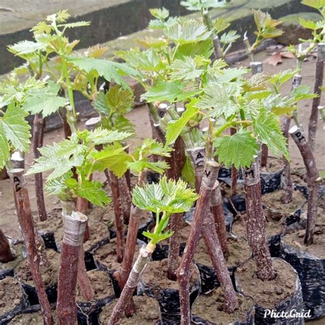 Jual Promo Bibit Anggur Impor Mini Hasil Grafting Shopee Indonesia