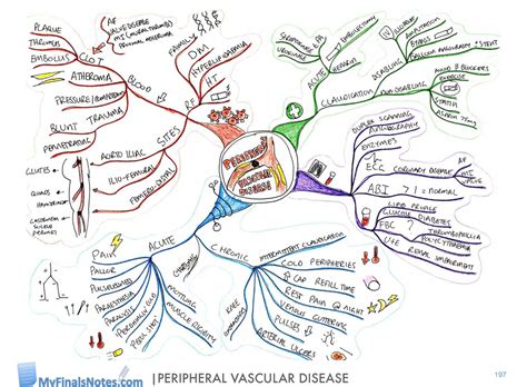 Peripheral Vascular Disease Myfinalsnotes