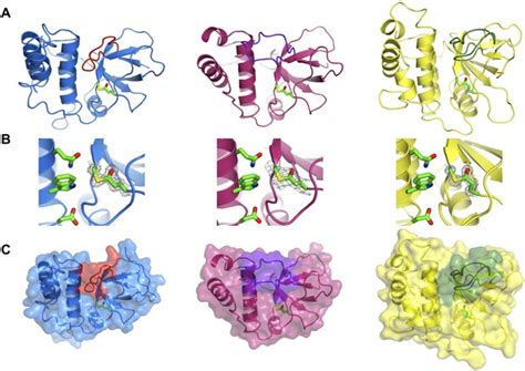 An Internal Thioester In A Pathogen Surface Protein Mediates Covalent Host Binding Elife