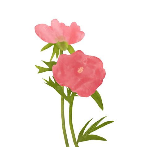 파이오니아 수프루티코사 핑크 아름다운 모란 붉은 모란 꽃들 Png 일러스트 및 Psd 이미지 무료 다운로드 Pngtree