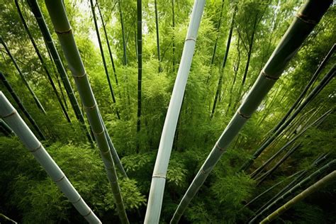 Aerial View Of Bamboo Tree Architecture A Architecture Tree Bamboo
