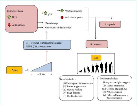 Figure 7 From Skin Aging And Modern Age Anti Aging Strategies Semantic Scholar