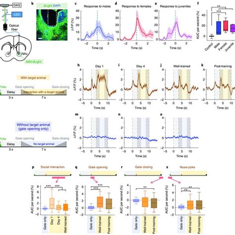 Characterization Of Meapd Neurons Projecting To The Mpoa A Schematic Download Scientific