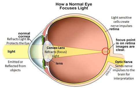Human Eye 8TH GRADE SCIENCE